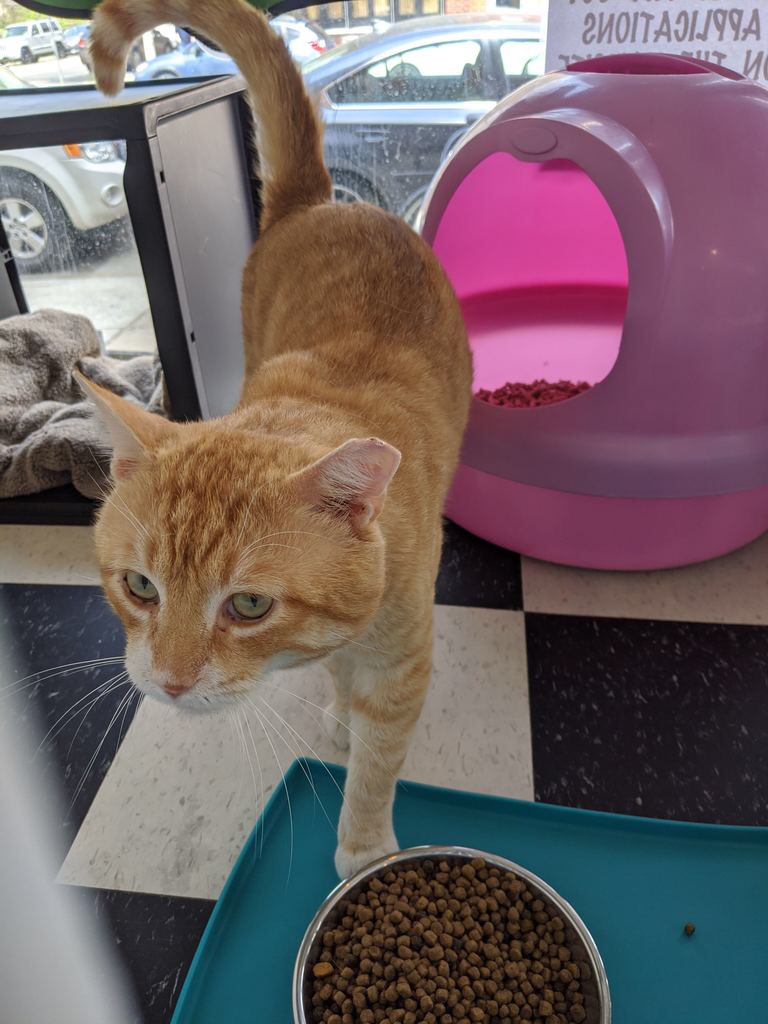 Fairmount Pet Shoppe» Blog Archive » Reacher- Adopted!