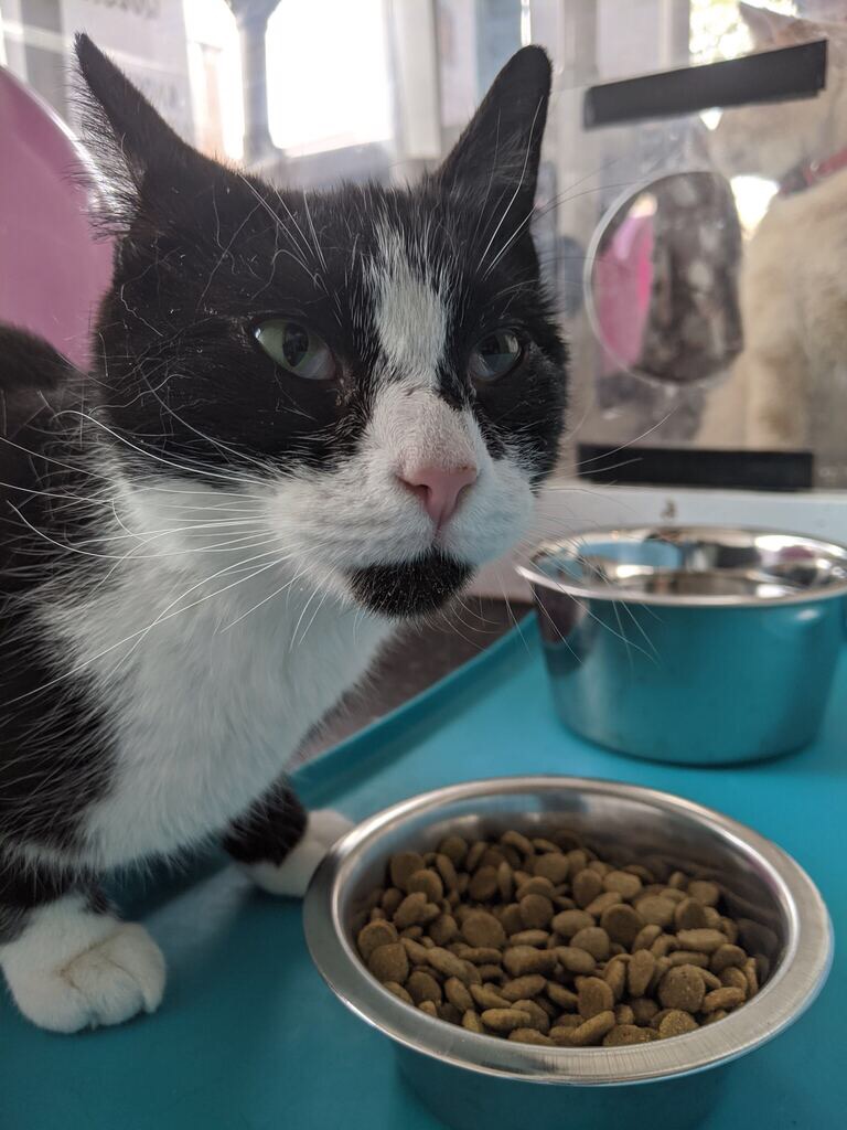 Fairmount Pet Shoppe» Blog Archive » Esther- Adopted!