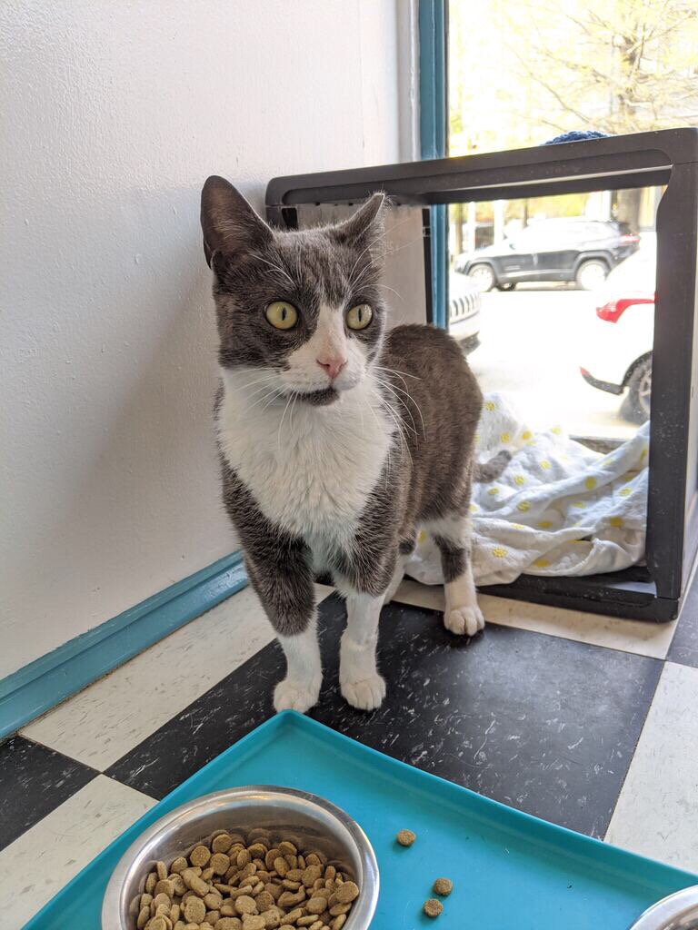 Fairmount Pet Shoppe» Blog Archive » Patti- Adopted!