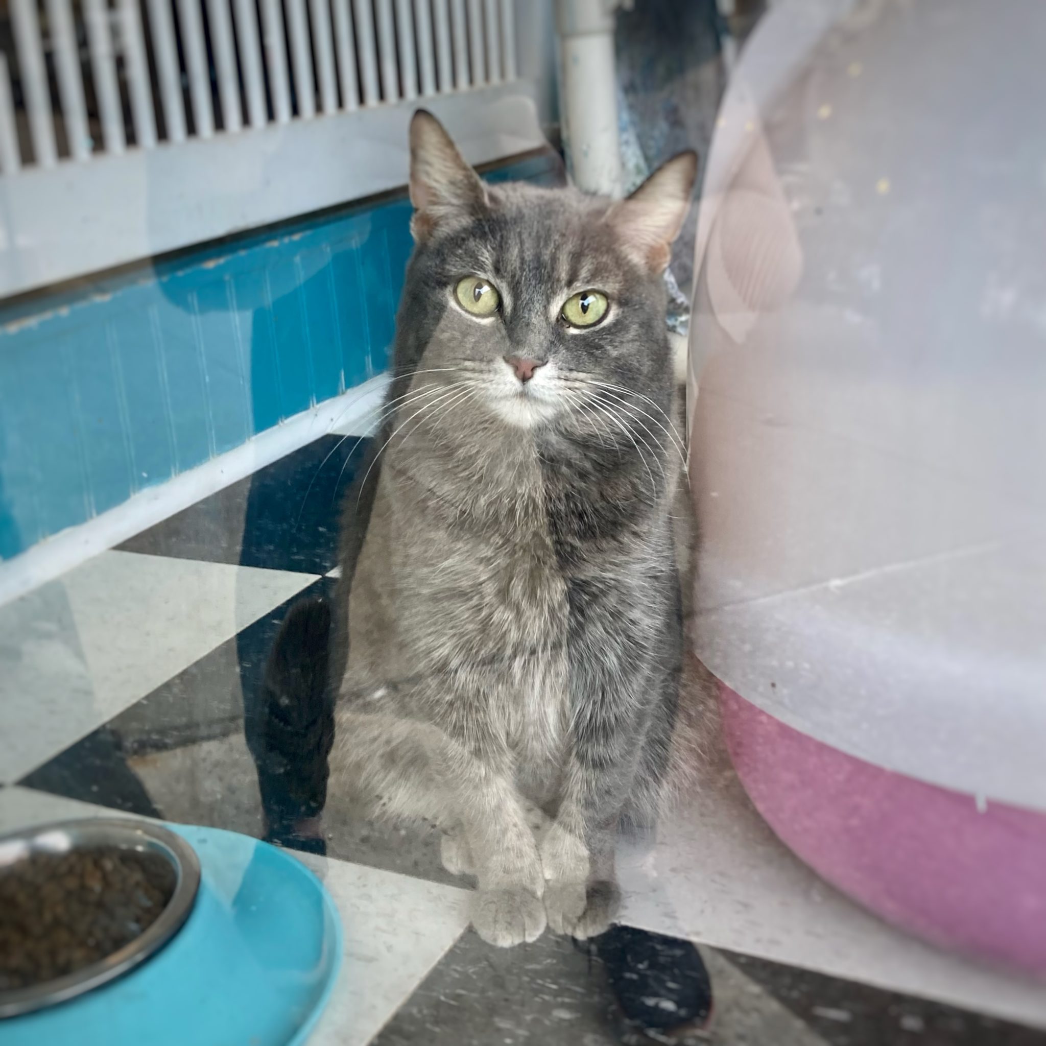 Fairmount Pet Shoppe