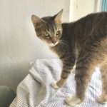 Fairmount Pet Shoppe