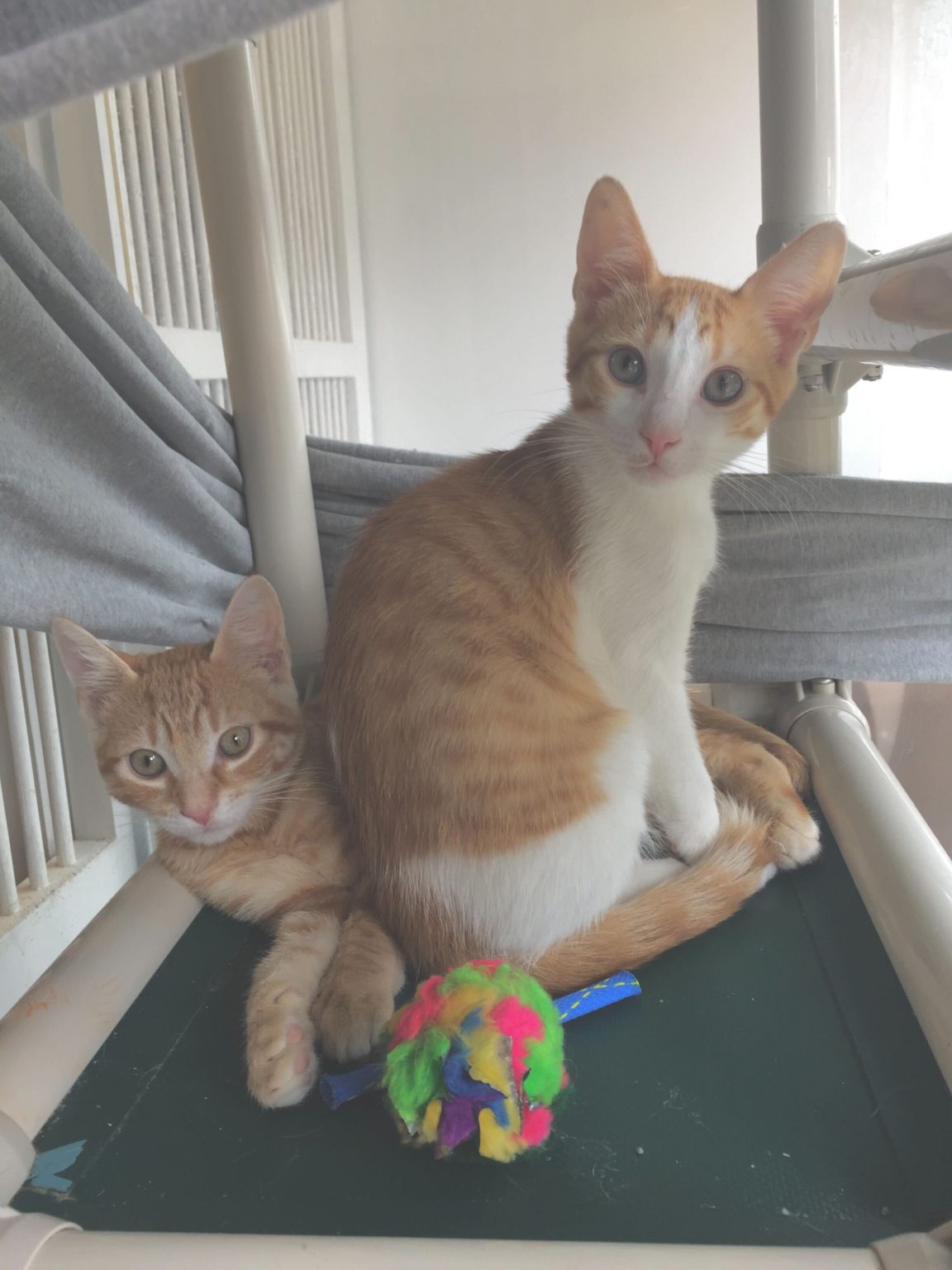 Fairmount Pet Shoppe » Adoptions