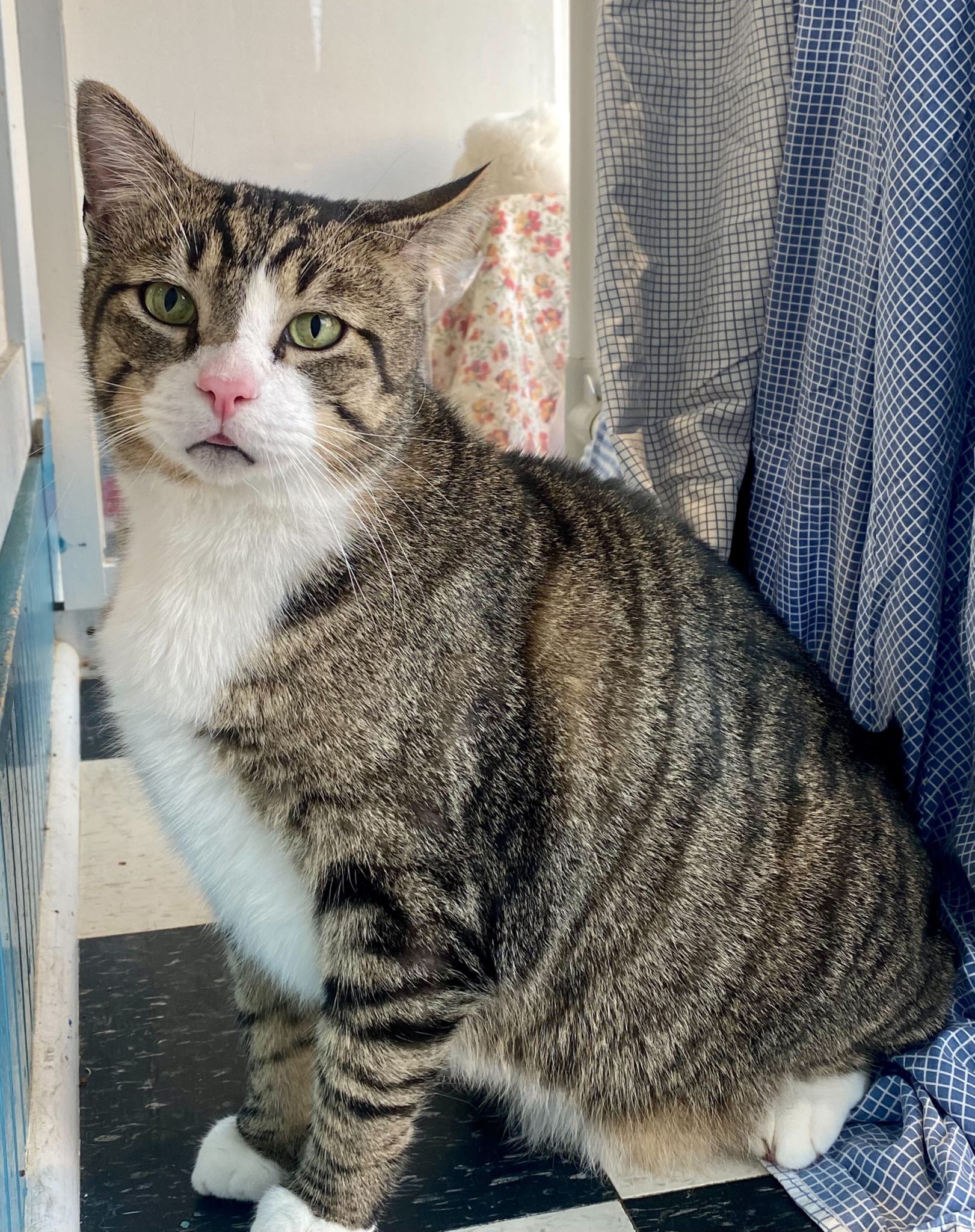 Fairmount Pet Shoppe » Adoptions