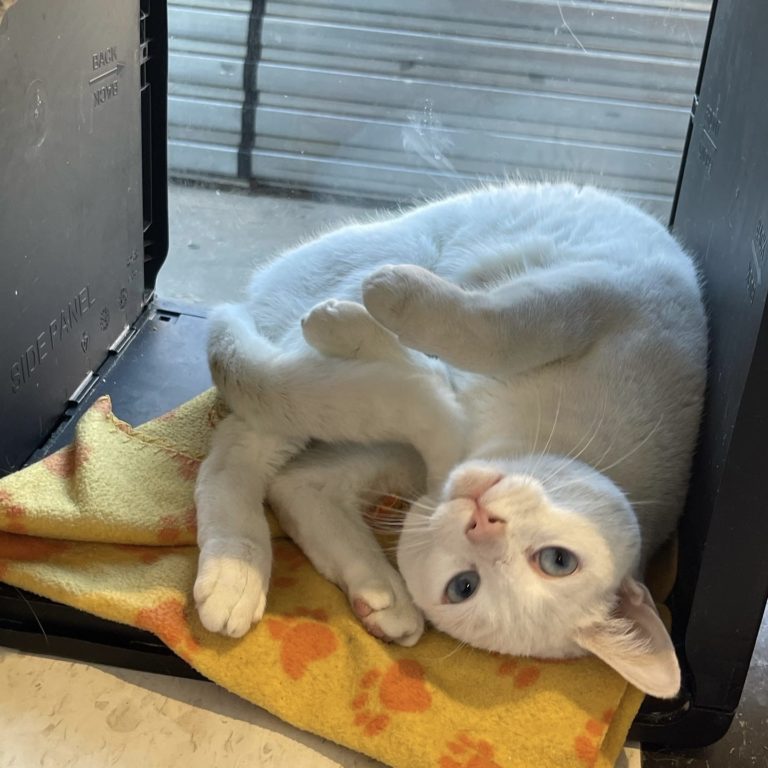 Fairmount Pet Shoppe » Adoptions